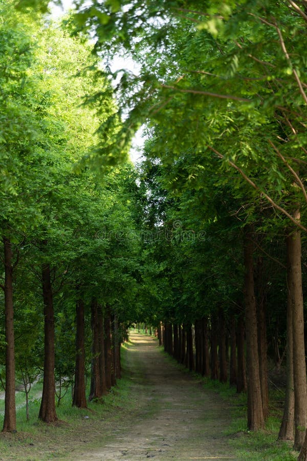 Green Trees in the Forest. Dark Forest Path Way in the Woods Stock ...