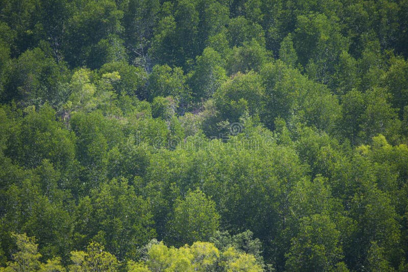 Green trees in forest stock photo. Image of wildlife - 74247510
