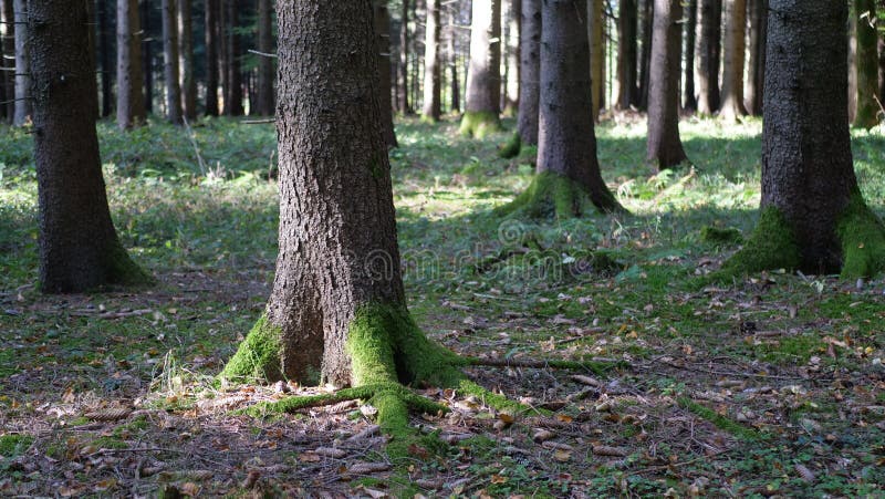 Green Trees in the Forest with Natural Light Stock Photo - Image of ...