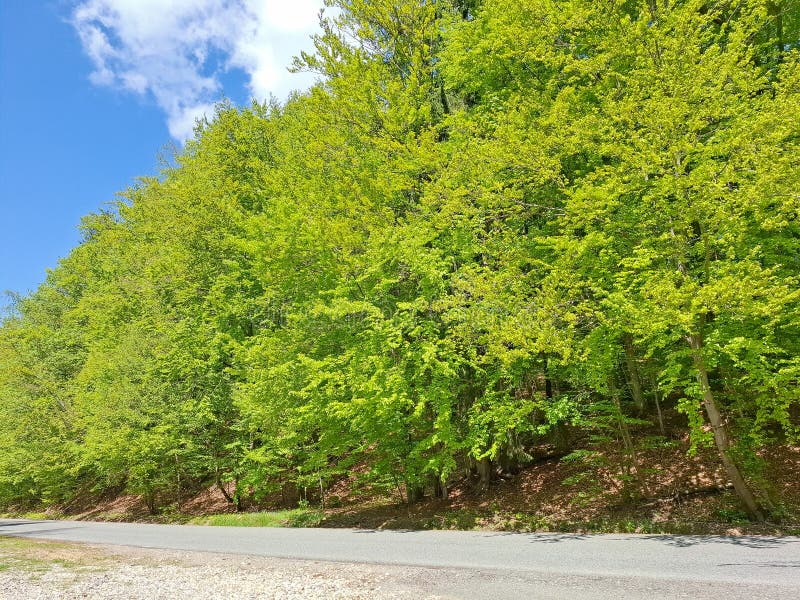Green Trees in the Forest during Spring. in Romania Stock Image - Image ...