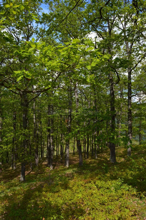 Trees in the Forest in Spring Stock Photo - Image of landscape ...