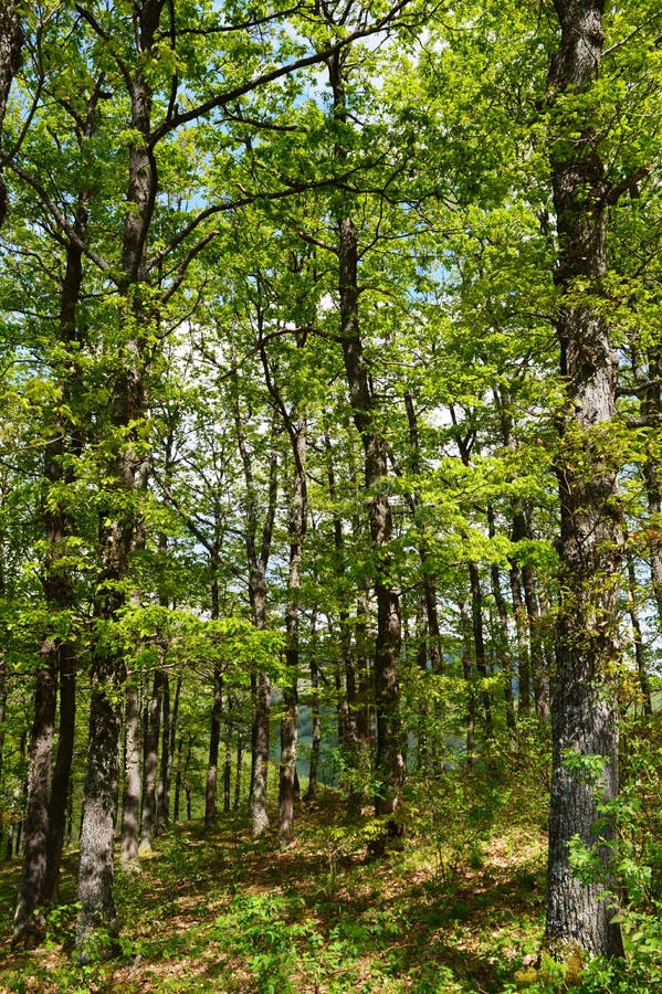 Trees in the Forest in Spring Stock Image - Image of grass, details ...