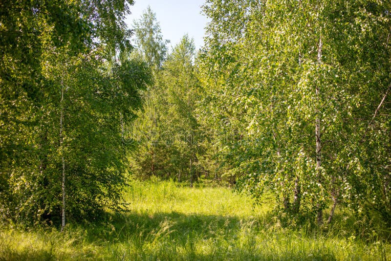 Green Trees in the Forest in Summer. Stock Image - Image of panorama ...