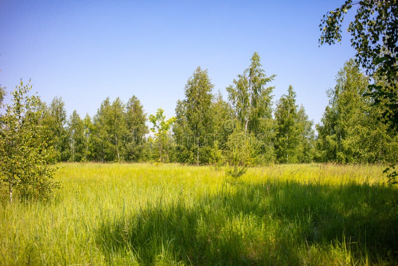 Green Trees in the Forest in Summer. Stock Image - Image of woods ...