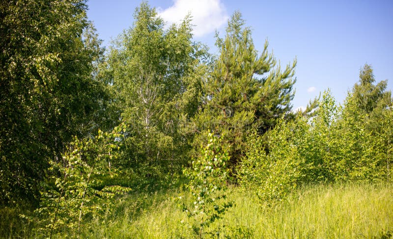 Green Trees in the Forest in Summer. Stock Photo - Image of plant ...
