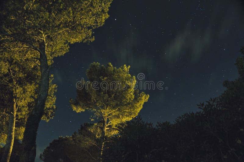 Green Trees in a Forest Under the Starry Sky Stock Image - Image of ...