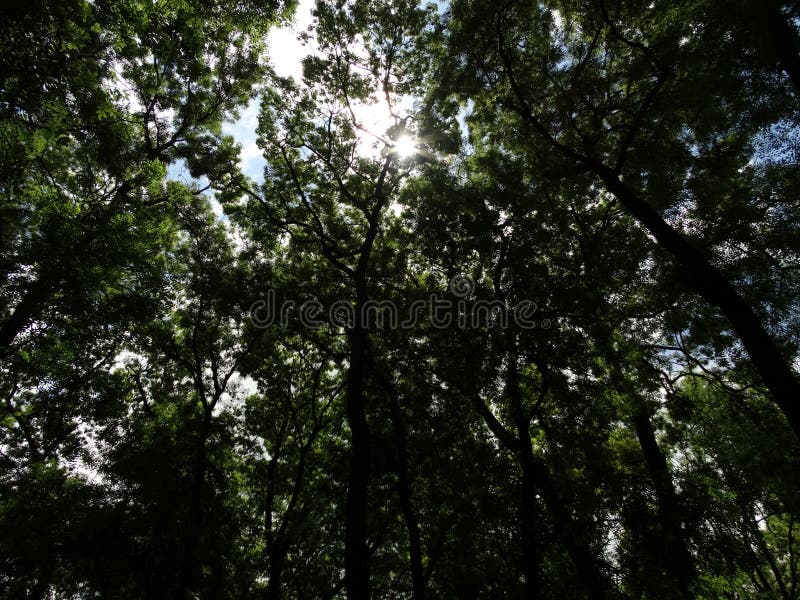 Green Trees in a Forest View from Below Stock Image - Image of bright ...