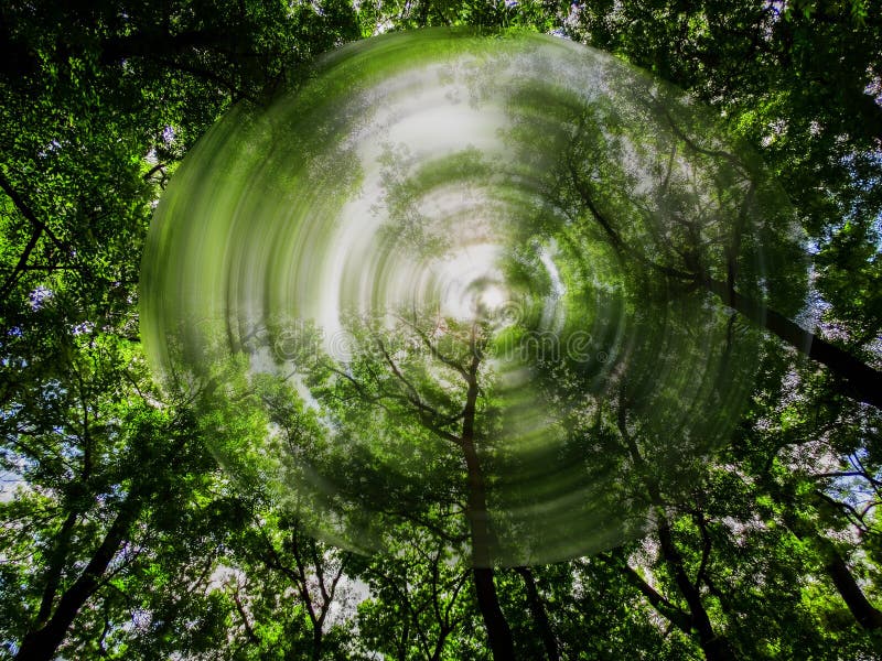 Green Trees in a Forest View from Below Stock Image - Image of spring ...