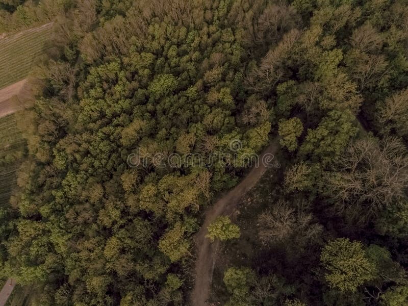 Green Trees and Forests from the Air from Above Stock Photo - Image of ...
