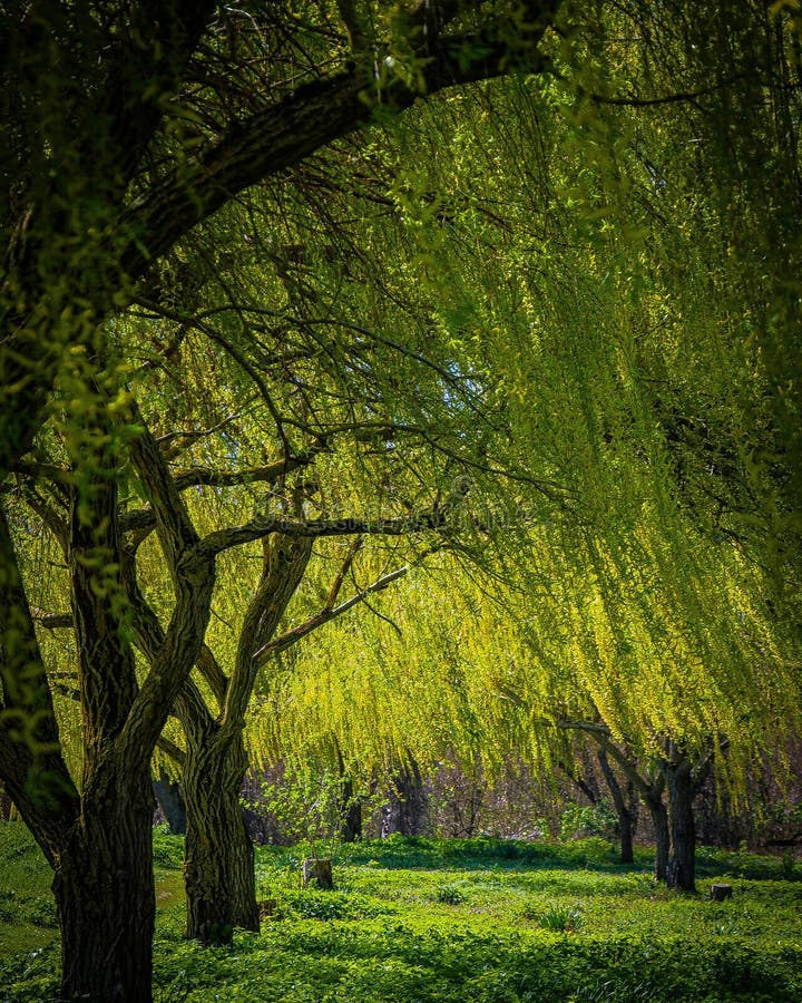 Green trees in France stock image. Image of tree, nature - 180717595