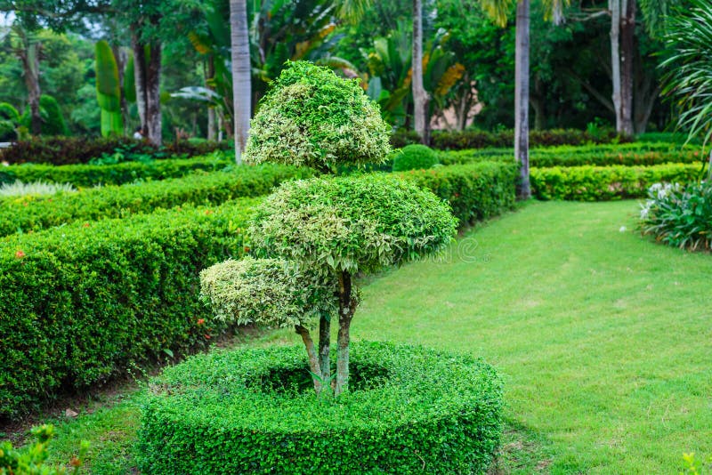 Green trees in the garden stock photo. Image of single - 60717932