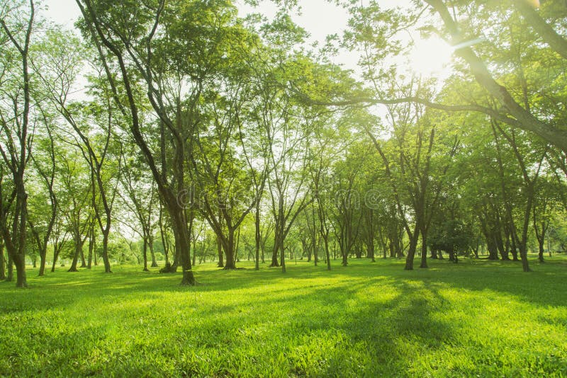 Green Trees and Gardens Beautiful Light in the Morning Stock Image ...