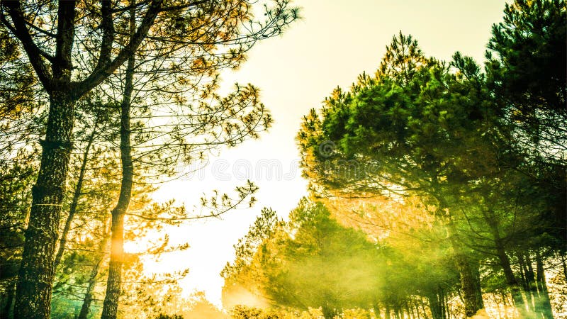 Green Trees during Golden Hour Photography Stock Image - Image of ...