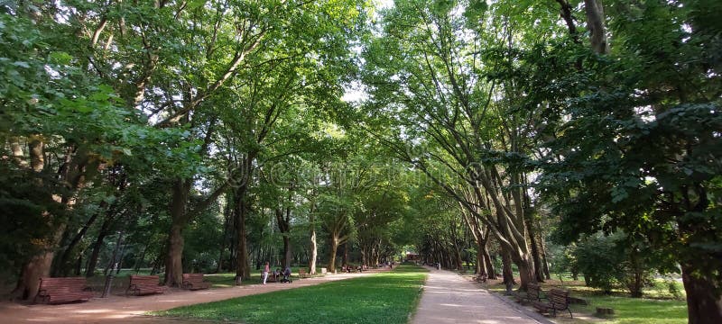 Green trees graund stock image. Image of deciduous, grass - 229810337