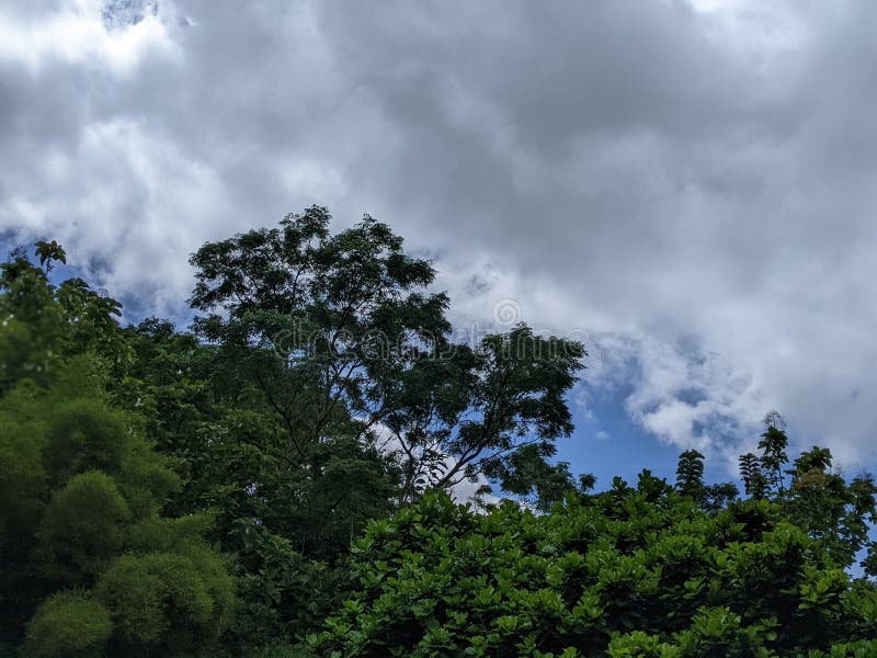 Green Trees and a Gray Cloudy Sky, Contrast Difference in Nature ...