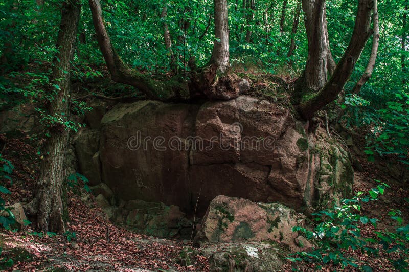Trees grow from big stone stock photo. Image of grow - 159569850