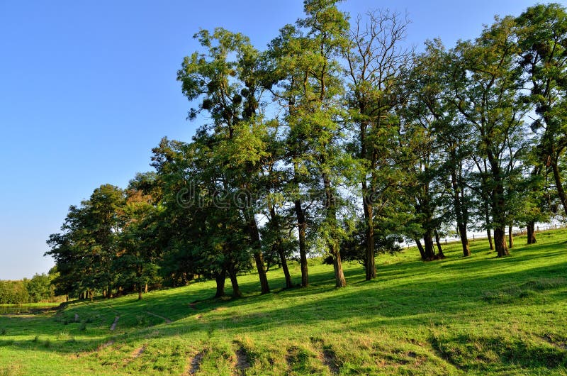 Green Trees Grow on a Hill among Young Grass Stock Photo - Image of ...