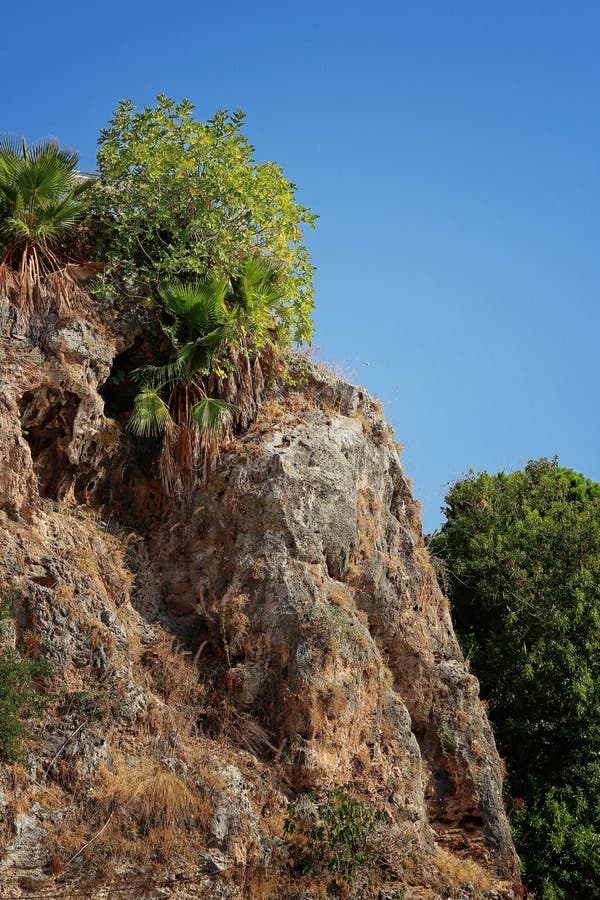 Green Trees Grow on the Rock Stock Image - Image of grow, green: 238829687