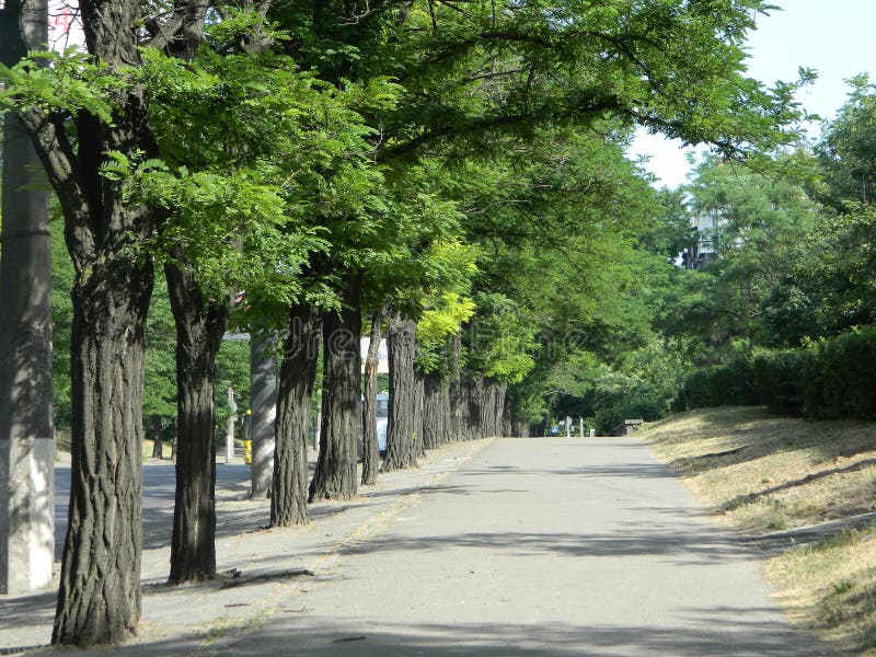 Green Trees Growing Along the Sidewalk Stock Photo - Image of nature ...
