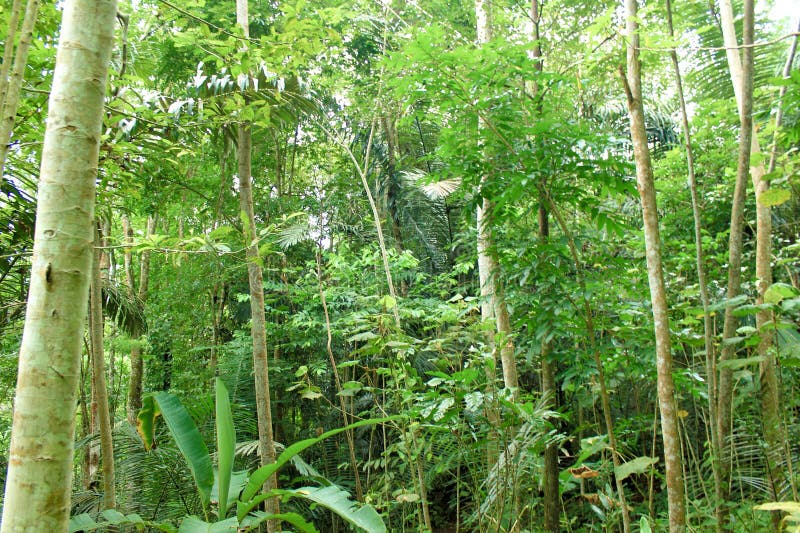 Green Trees of Indonesian Tropical Forest Stock Photo - Image of palm ...