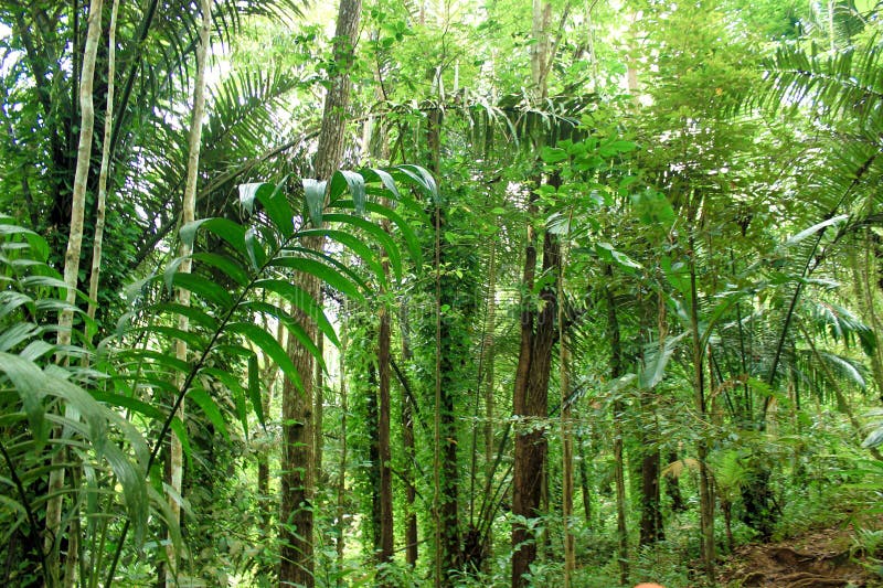 Green Trees of Indonesian Tropical Forest Stock Photo - Image of ...