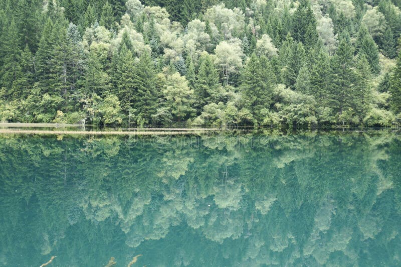 Green Trees and Inverted Image in Water Stock Photo - Image of inverted ...