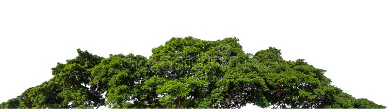 Green Trees Isolated are Forest on White Background, High Resolution ...
