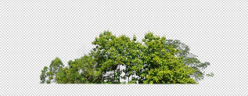Green Trees Isolated on Transparent Background Forest and Summer ...