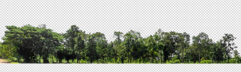Green Trees Isolated on Transparent Background Forest and Summer ...