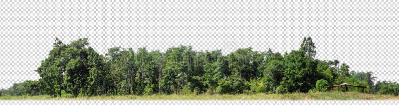 Green Trees Isolated on Transparent Background Forest and Summer ...