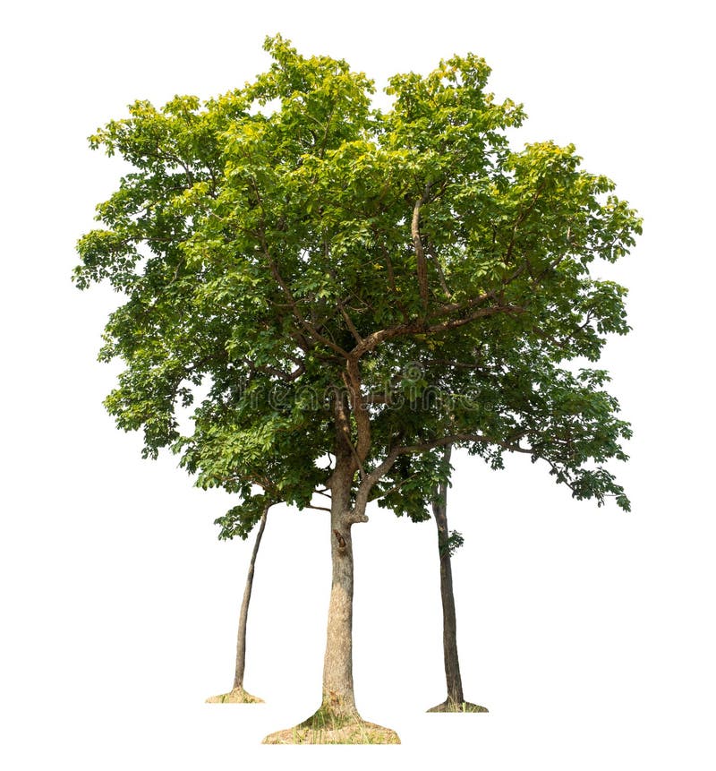 Green Trees Isolated on White Background with Clipping Path and Alpha ...