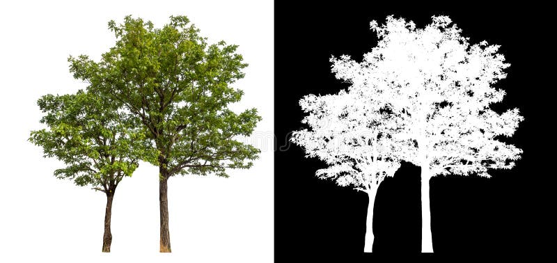 Trees Isolated on White Background with Clipping Path and Alpha Channel ...