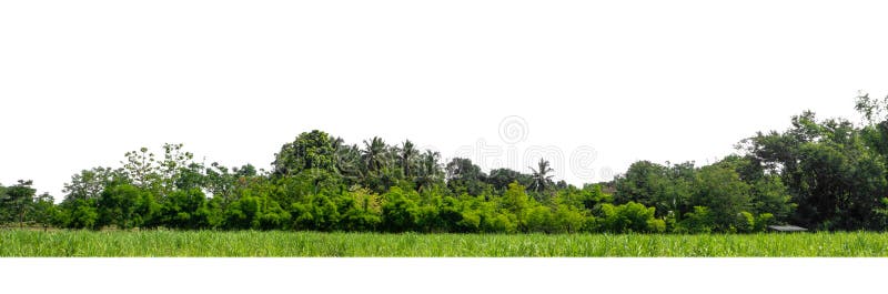 Green Trees Isolated on White Background.are Forest and Foliage in ...