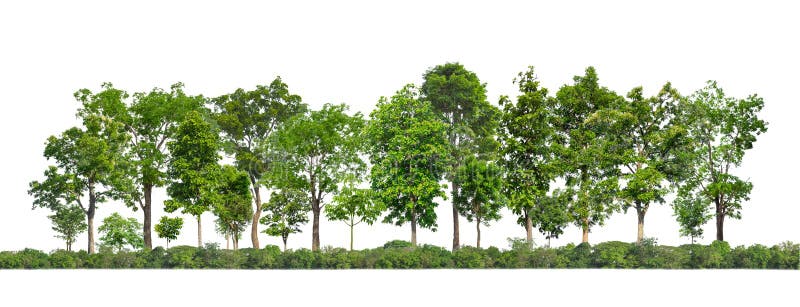 Green Trees Isolated on White Background.are Forest and Foliage in ...