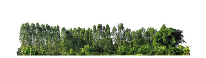 398 Outdoor Png Trees Stock Photos - Free & Royalty-Free Stock Photos ...