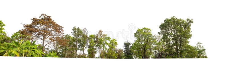 Green Trees Isolated on White Background.are Forest and Foliage in ...