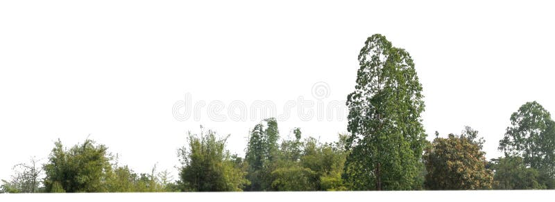 Green Trees Isolated on White Background.are Forest and Foliage in ...