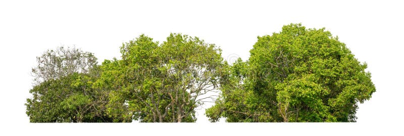 Green Trees Isolated on White Background.are Forest and Foliage in ...