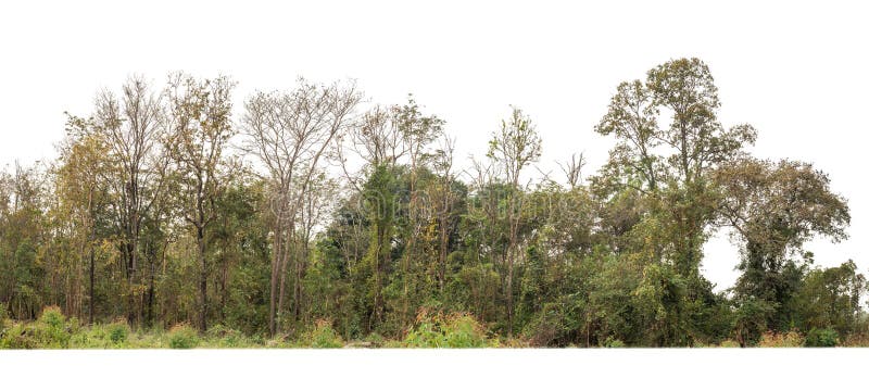 Green Trees Isolated on White Background.are Forest and Foliage in ...