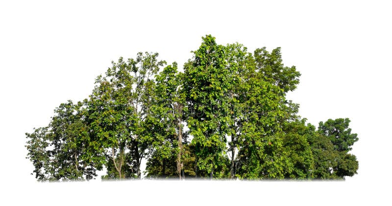 140 Bushes Png Stock Photos - Free & Royalty-Free Stock Photos from ...