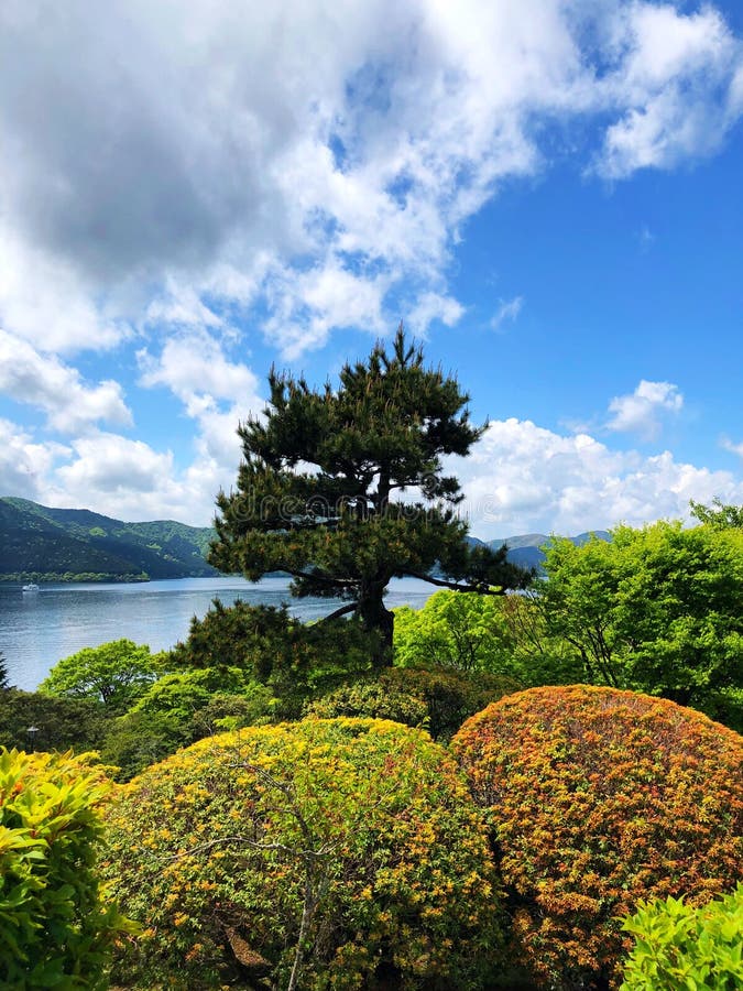 Green Trees Of Hakone, Japan Stock Photo - Image of nature, healthy ...