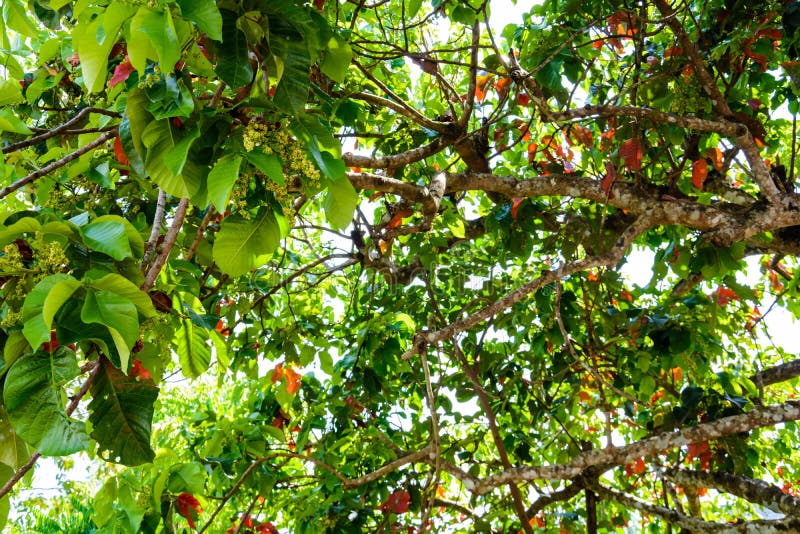 Green Trees and Leaf Greenery Stock Photo - Image of foliage, fresh ...