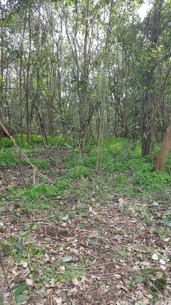 Backyard Forest Exploration Stock Image - Image of exploration, green ...