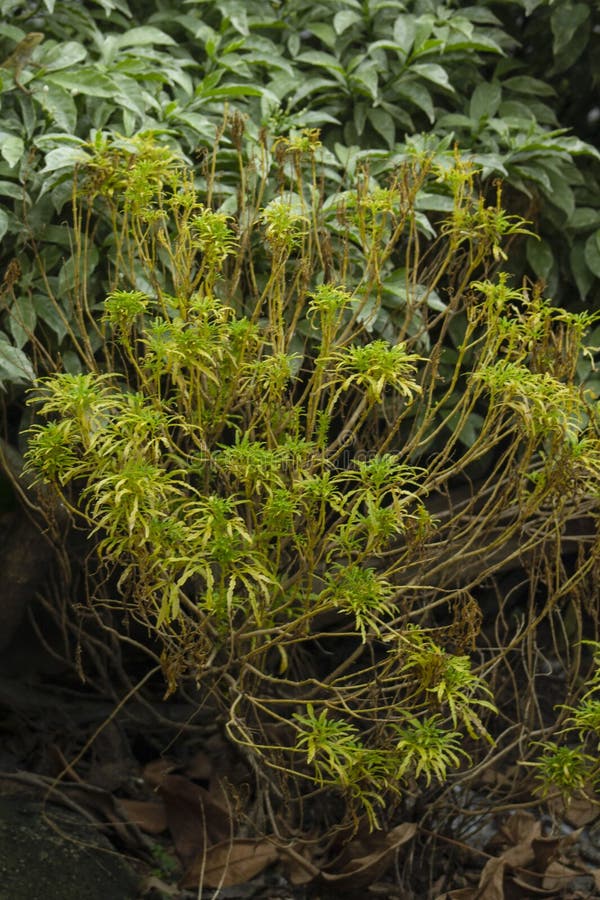 Green Trees and Leaves in the Park Stock Image - Image of garden ...