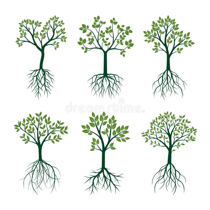 Green Trees with Leaves and Roots. Stock Illustration - Illustration of ...