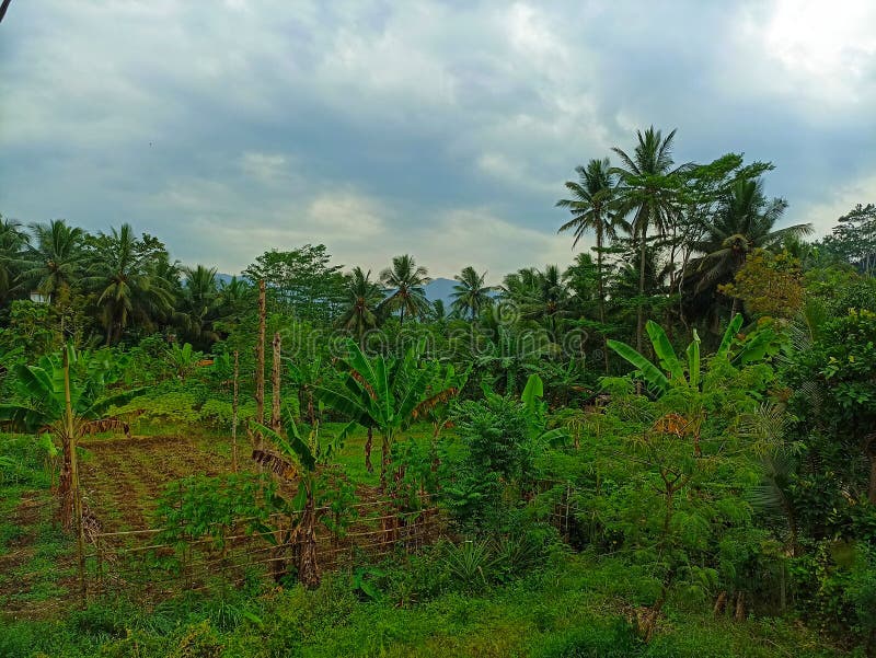 Green Trees Look so Beautiful in the Garden Stock Photo - Image of ...