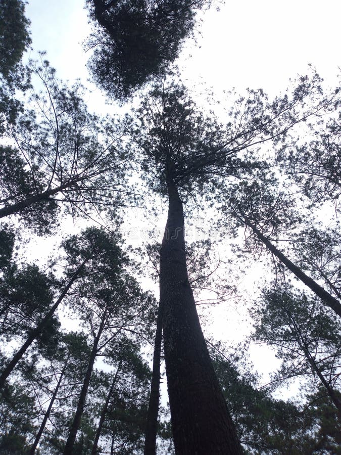 Green Trees that Look Dark when Viewed from Below Stock Photo - Image ...
