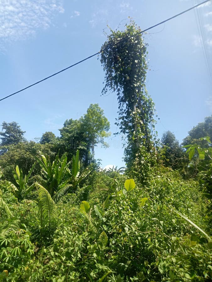 Green Trees Looks Beautifull Ini the Morning Stock Photo - Image of ...