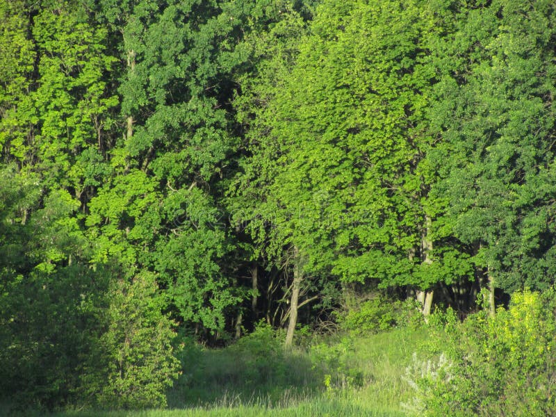 Green Trees with Lush Foliage Stock Image - Image of freshness, foliage ...