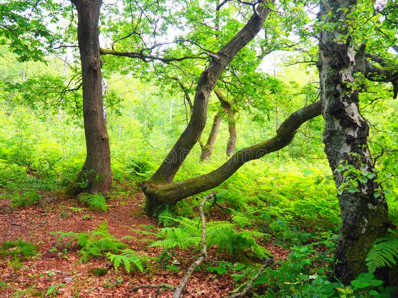 Green Trees Magic Corner Forest Stock Photo - Image of magic, plant ...